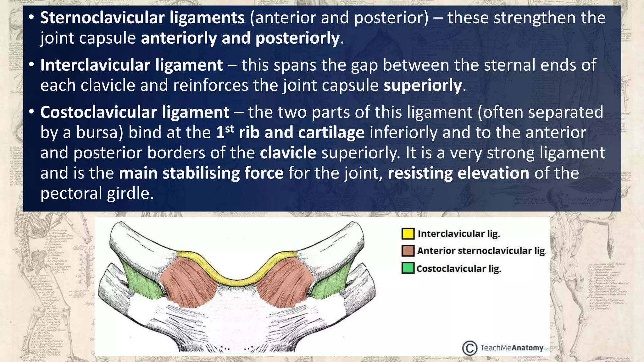 sterno acromioclavicular.pptx