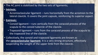 sterno acromioclavicular.pptx