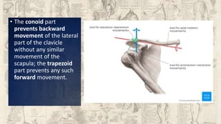 sterno acromioclavicular.pptx