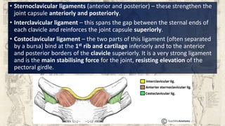 sterno acromioclavicular.pptx
