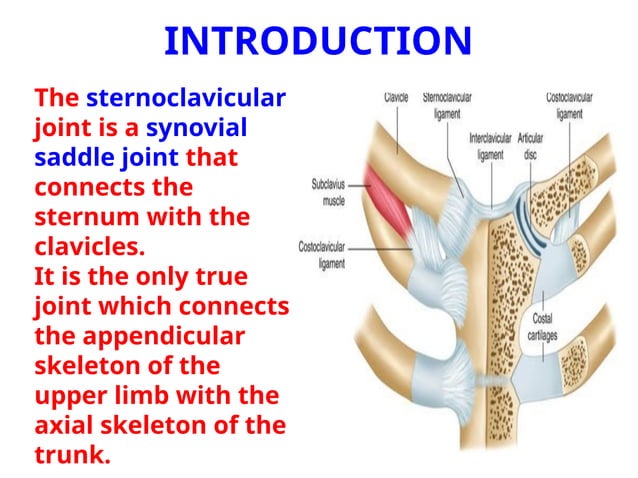 STERNOCLAVICULAR JOINT @123457994)44)4+4(!_ | PPT