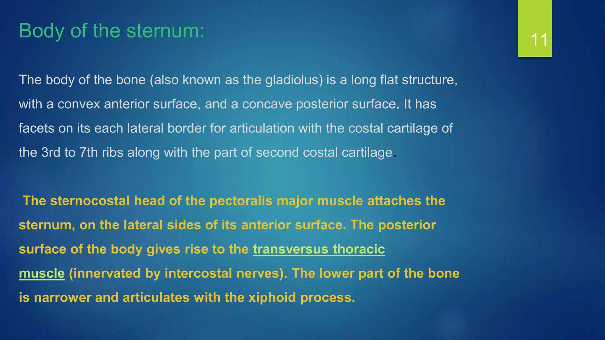 Sternum | PPTX