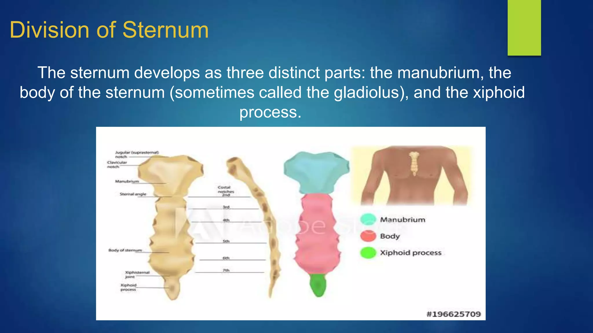 Sternum | PPTX