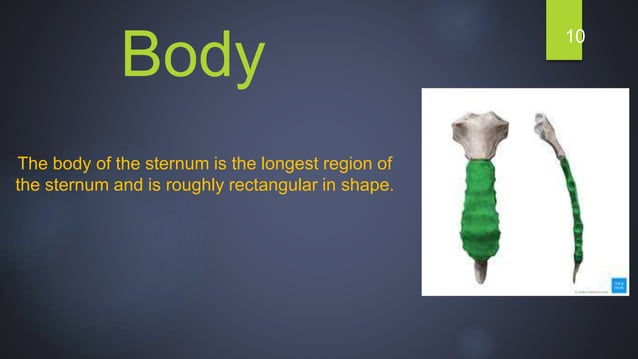 Sternum | PPTX | Death, Injury, or Military Conflict | Sensitive Topics
