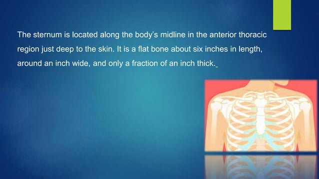 Sternum | PPTX | Death, Injury, or Military Conflict | Sensitive Topics