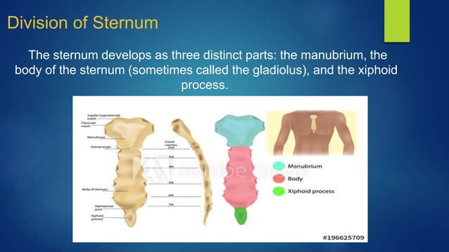Sternum | PPTX | Death, Injury, or Military Conflict | Sensitive Topics