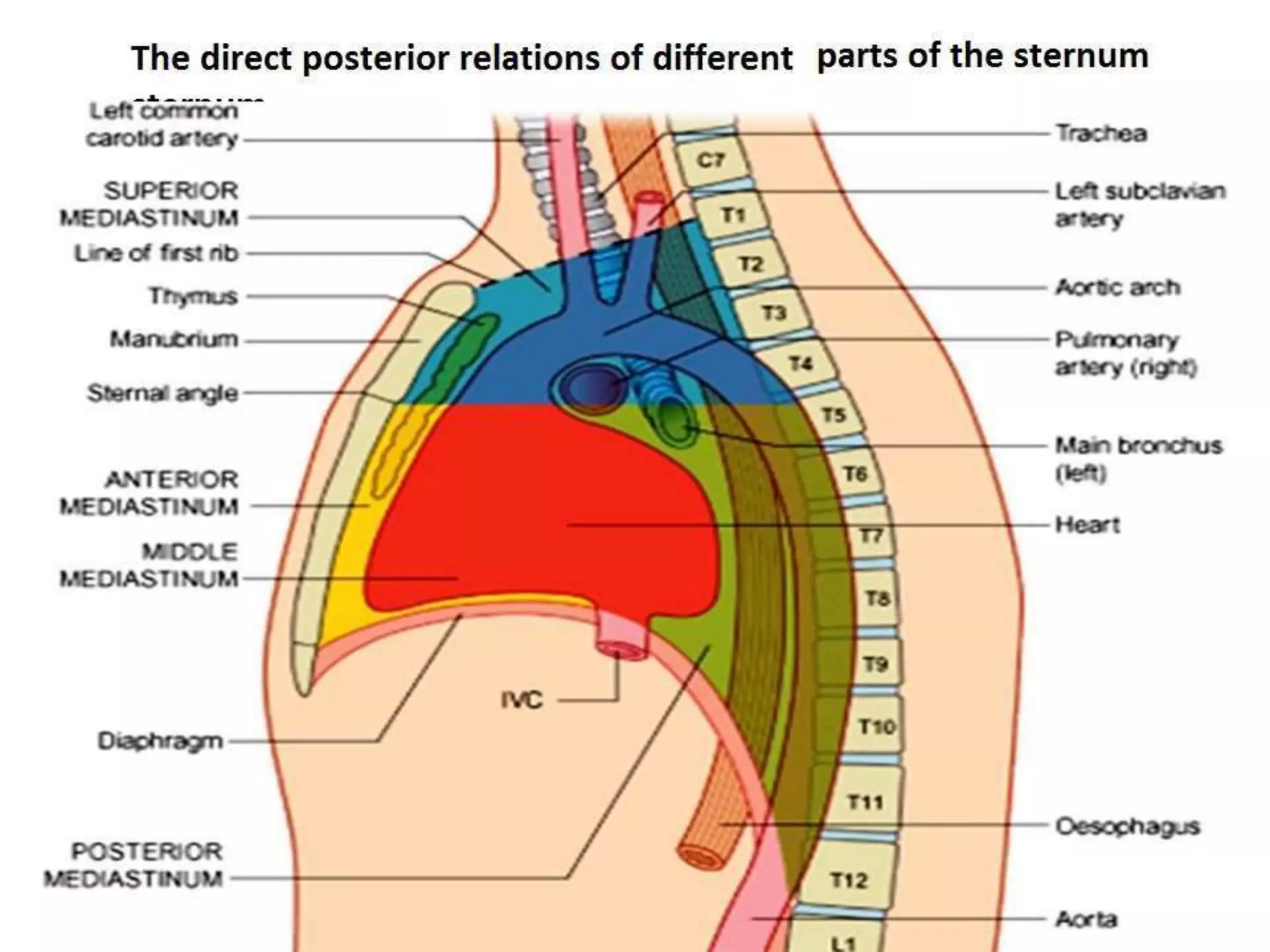 Sternum.pptx