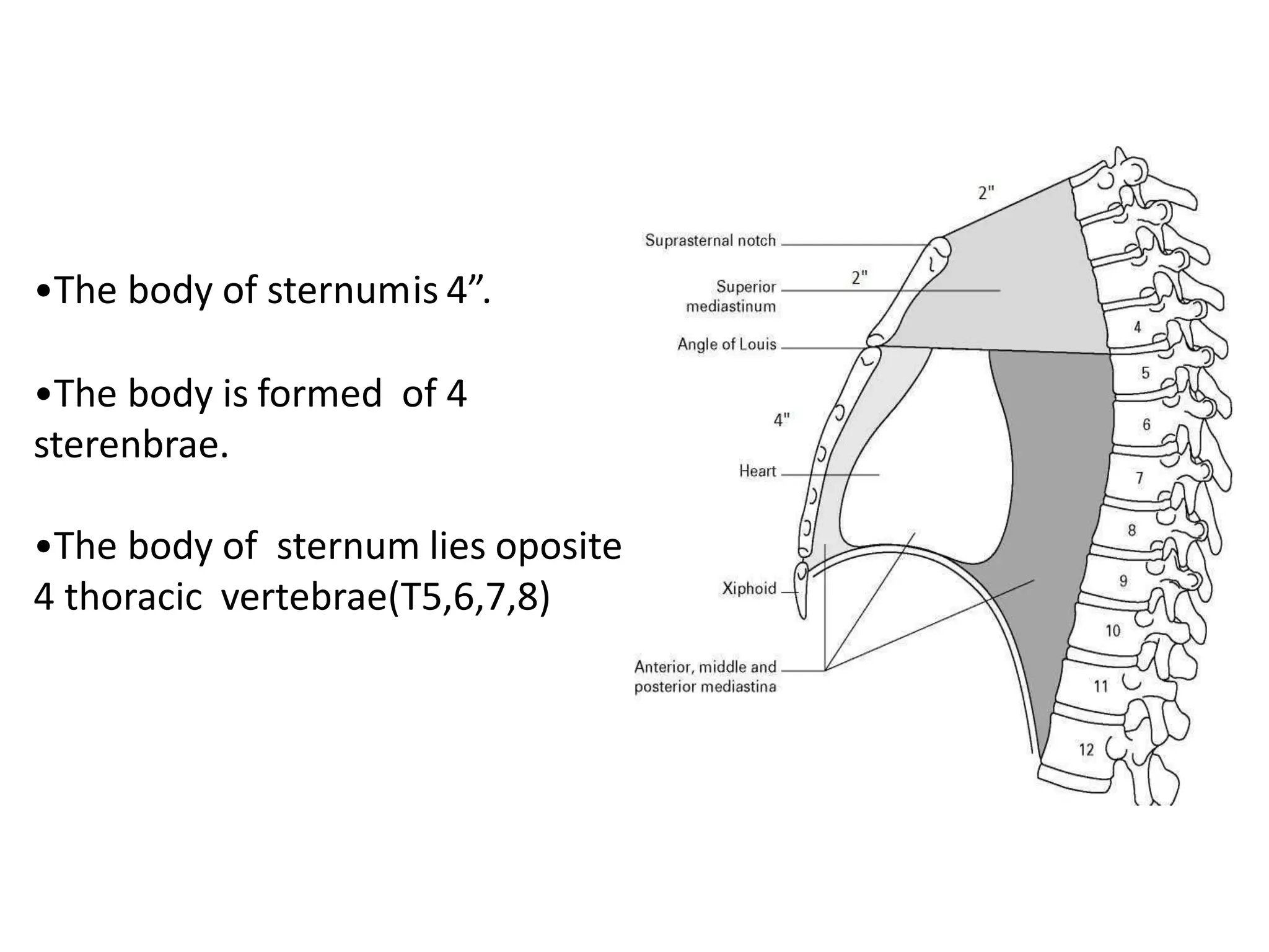 Sternum.pptx | Death, Injury, or Military Conflict | Sensitive Topics