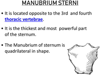 Sternum.pptx