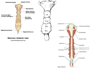 Sternum.pptx
