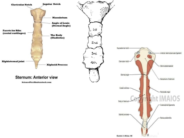 Sternum.pptx | Death, Injury, or Military Conflict | Sensitive Topics