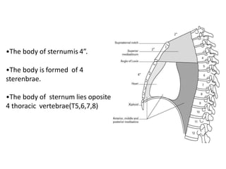 Sternum.pptx