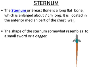 Sternum.pptx