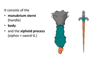 Sternum.pptx