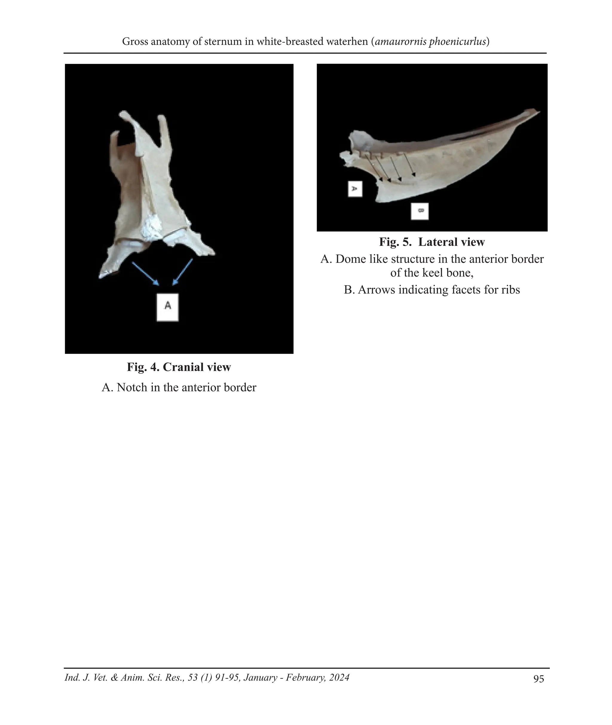 GROSS ANATOMY OF STERNUM IN WHITE-BREASTED WATERHEN | PDF
