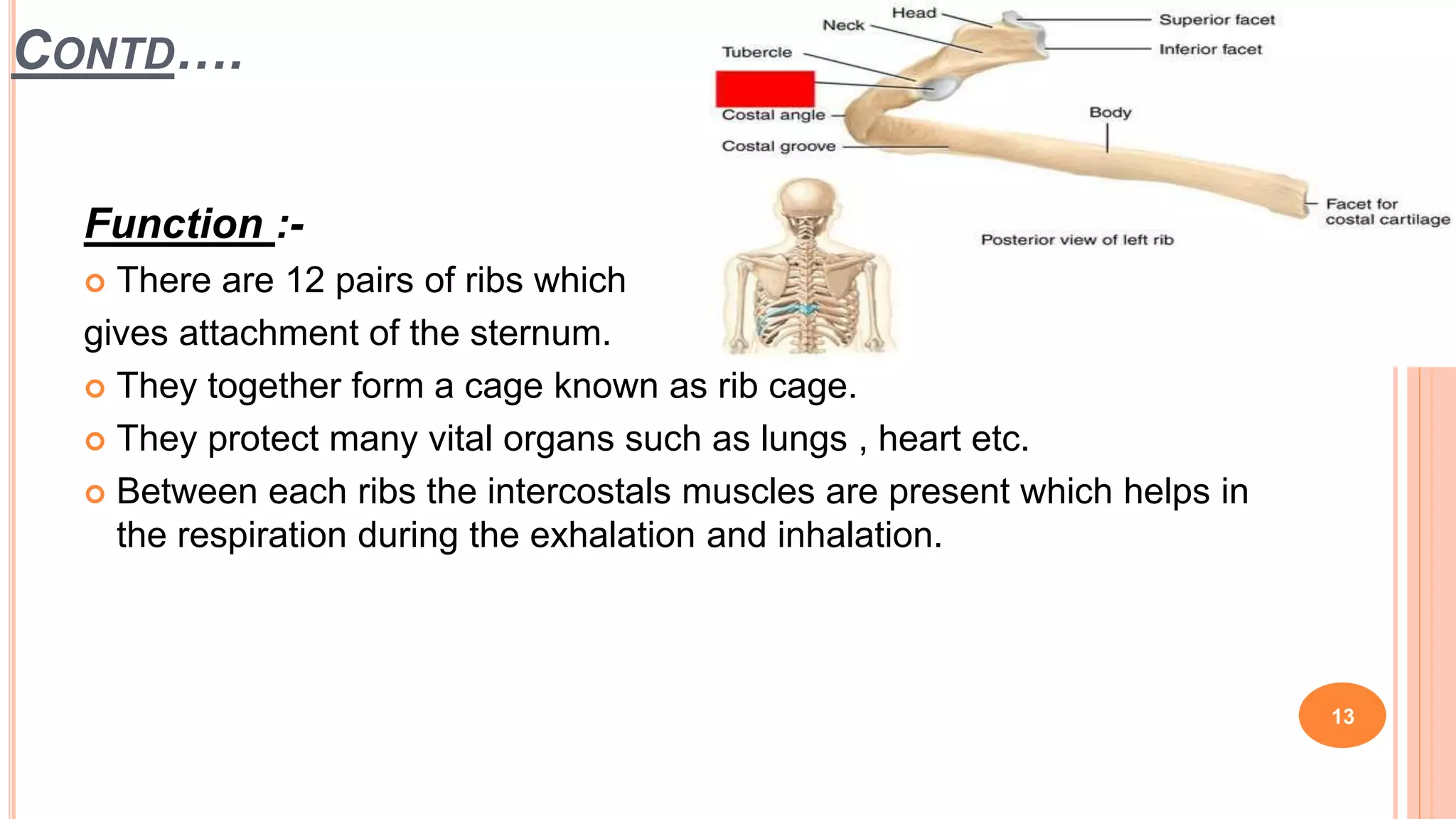 Sternum and breast bone | PPTX