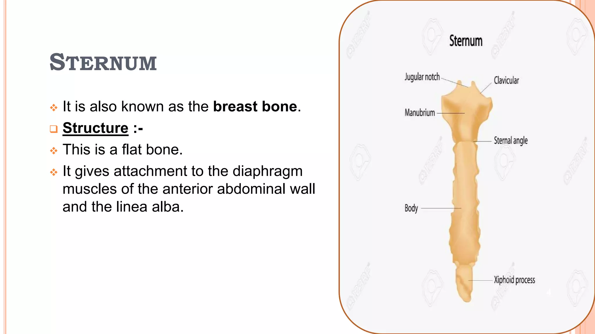 Sternum and breast bone | PPTX