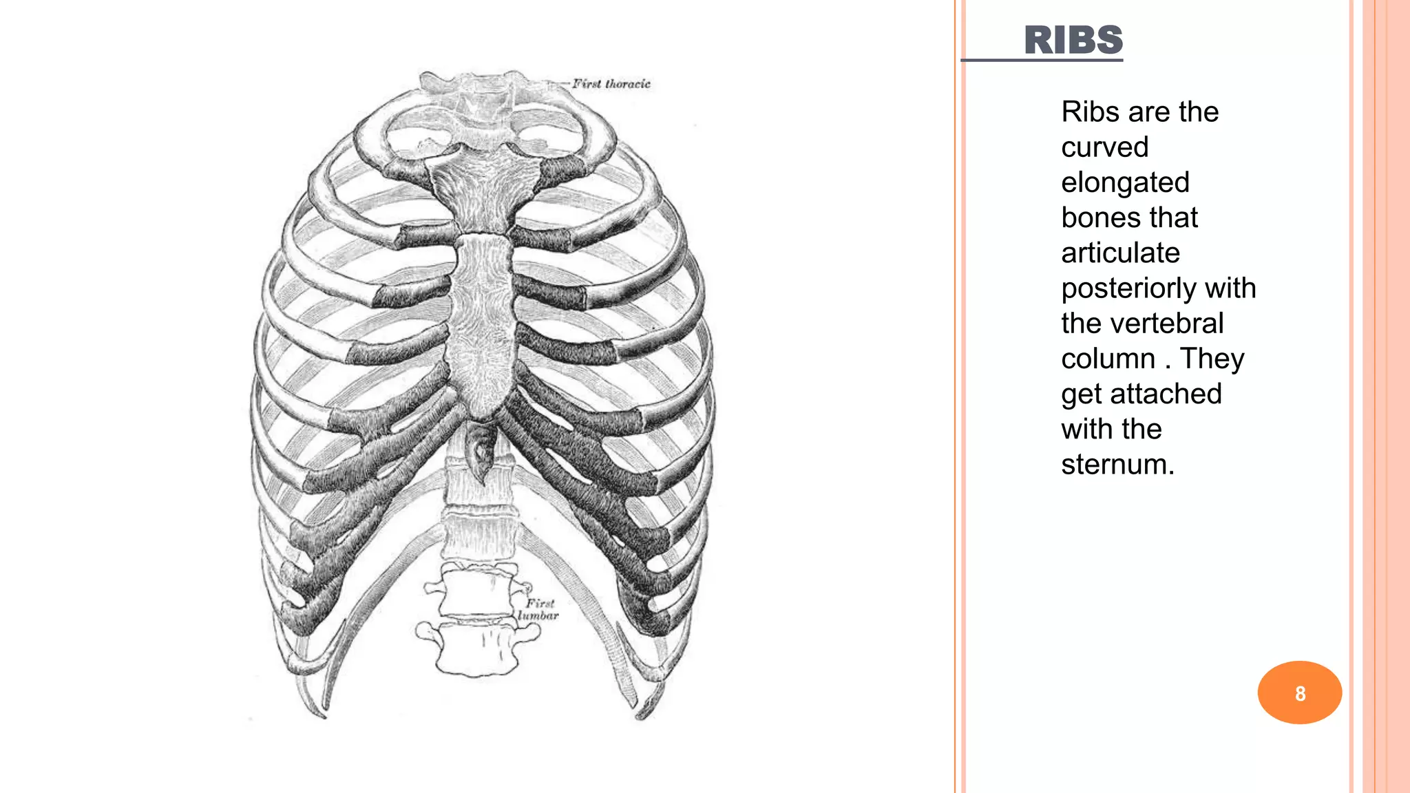 Sternum and breast bone | PPTX