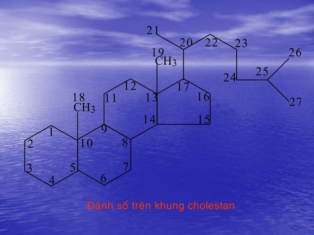 Steroid Pdf