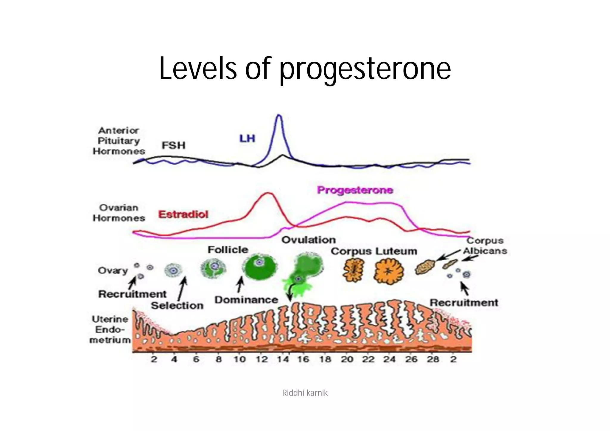 Steroid hormone progesterone | PDF