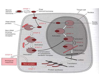 A Summary on Steroid Hormones as Drugs | PPTX