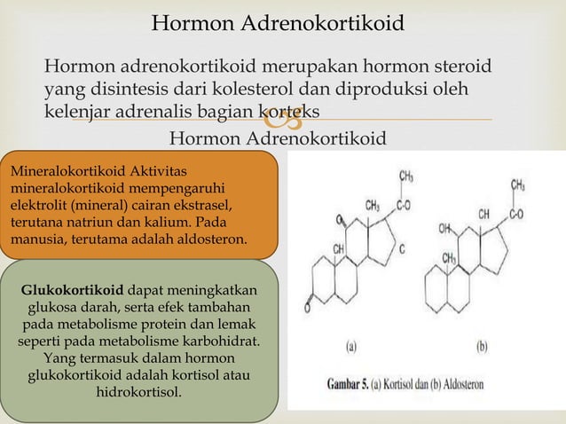 Steroid pptt | PPTX