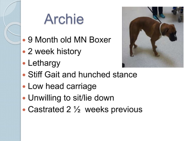Steroid responsive meningitis arteritis | PPTX | Veterinary Medicine | Pets