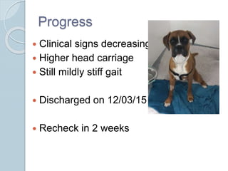 Is Steroid Responsive Meningitis In Dogs Hereditary