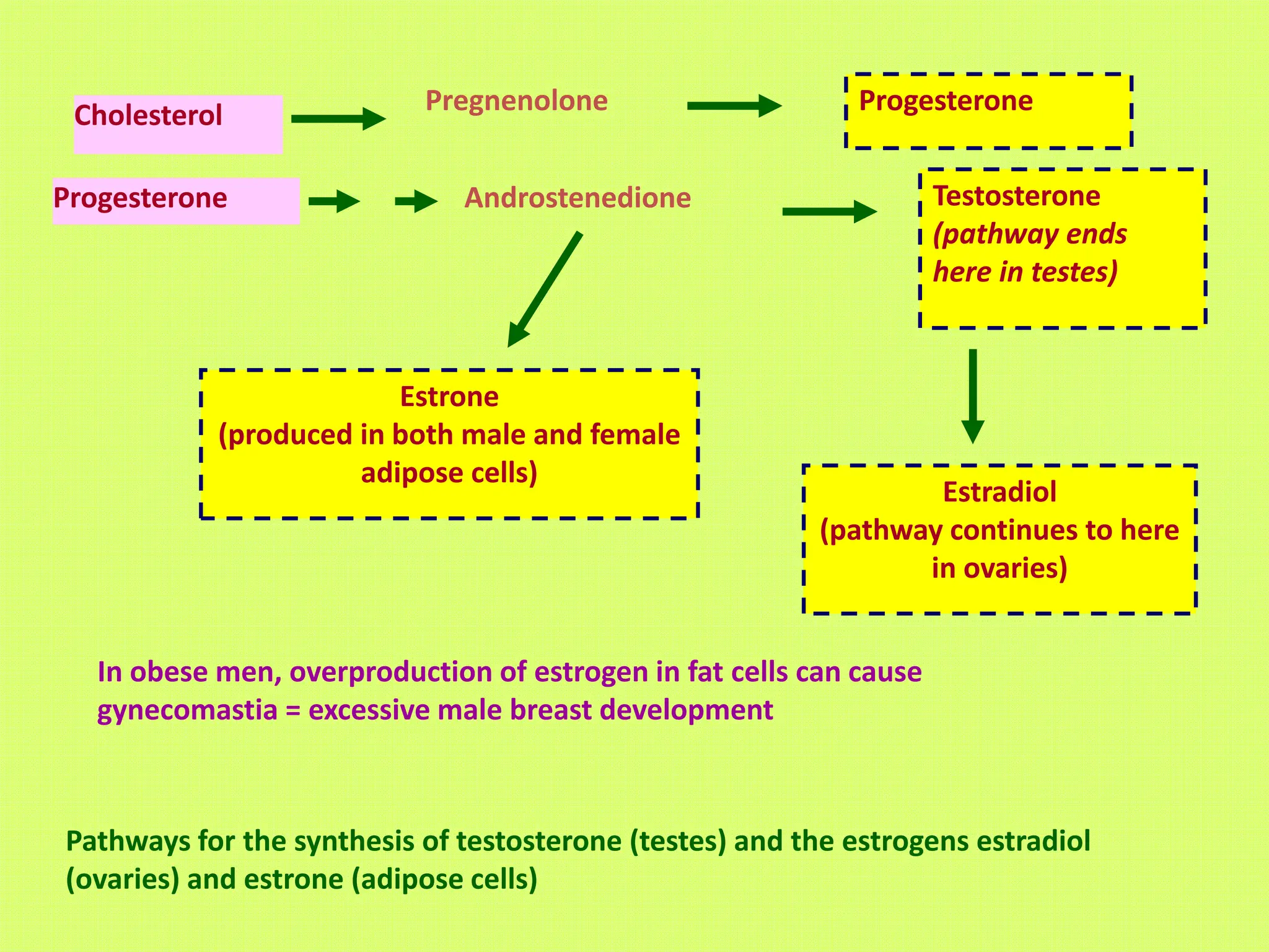 Biosynthesis of steriods hormons .pfd ( endocrinology | PDF