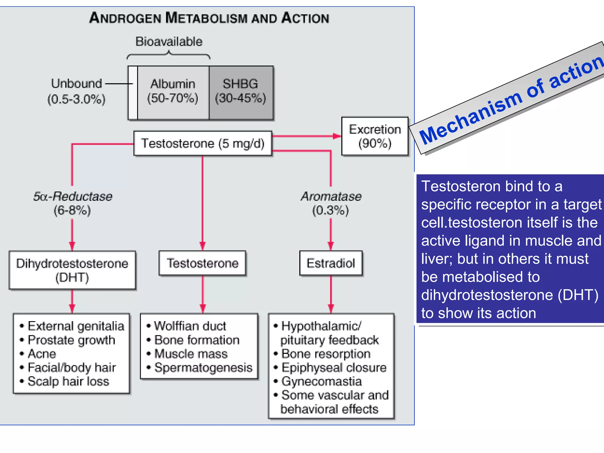 Steroids | PPT