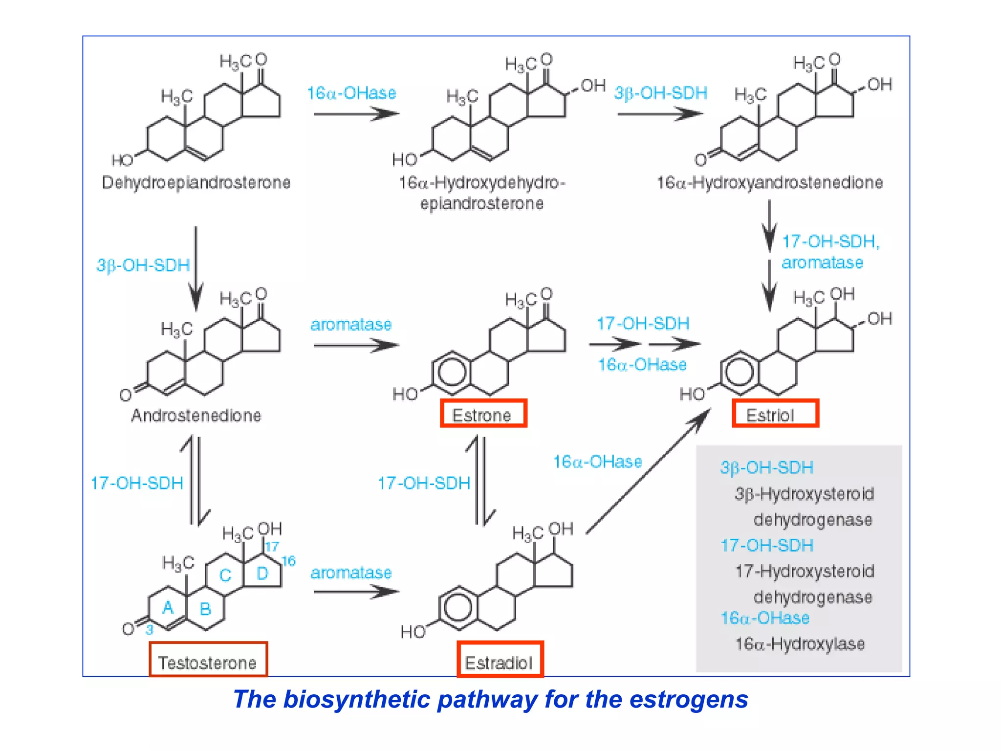 Steroids | PPT