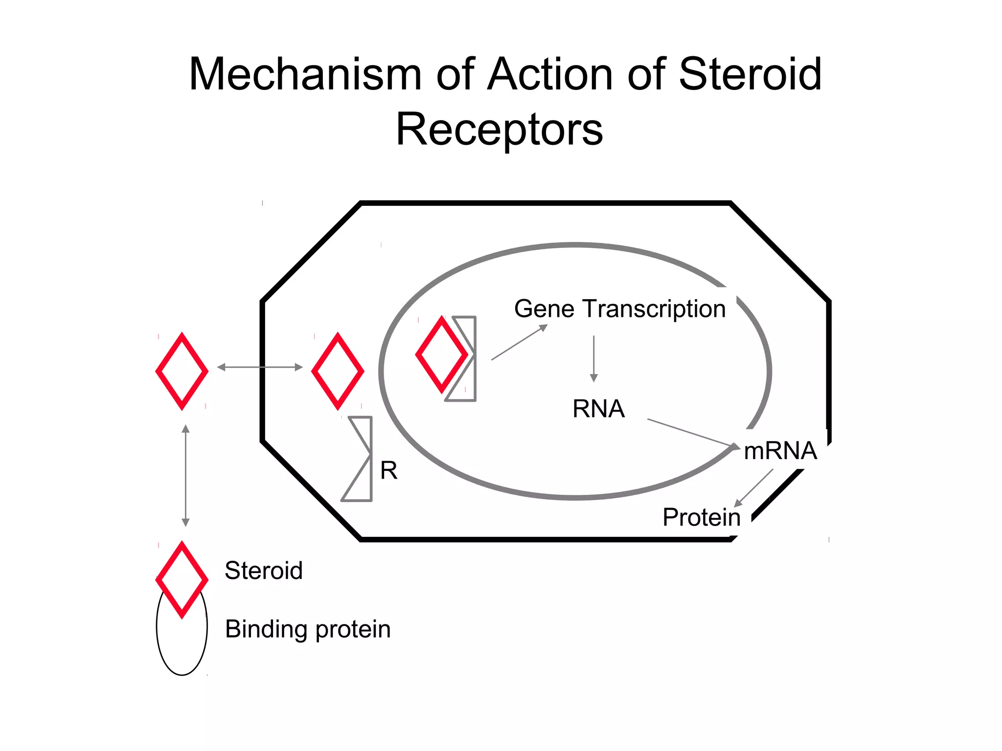 Steroids | PPT