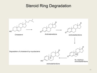 Steroid transformation, bioreactor and bioprocess engineering | PPTX