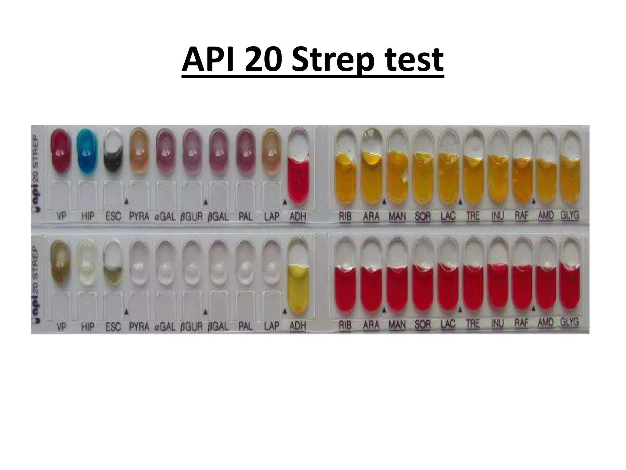 Sterptococcus | PPTX