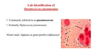 Streptococcus | PPTX