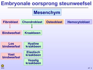 Steunweefsel | PPT