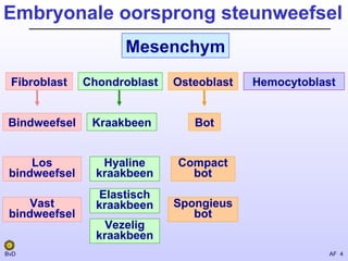 Steunweefsel | PPT