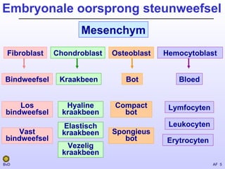Steunweefsel | PPT