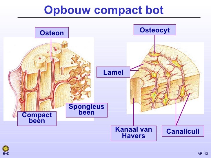 Endochondrale Botvorming