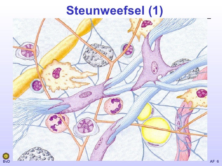Steunweefsel