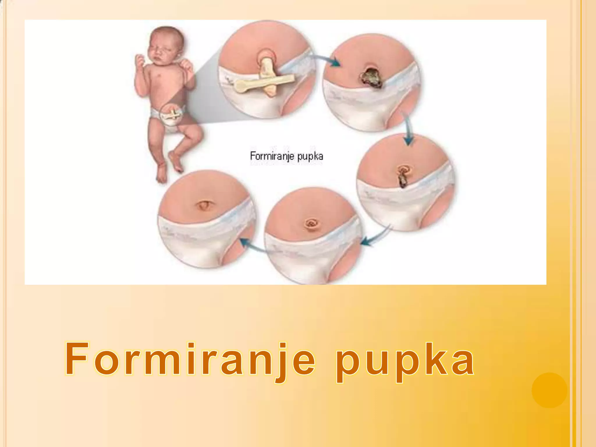 Stevanovic jelena iv6 | PPTX