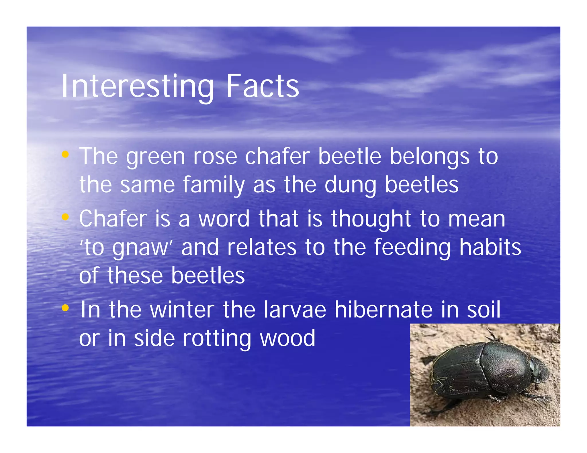 Steven green rose chafer beetle steven's files | PDF
