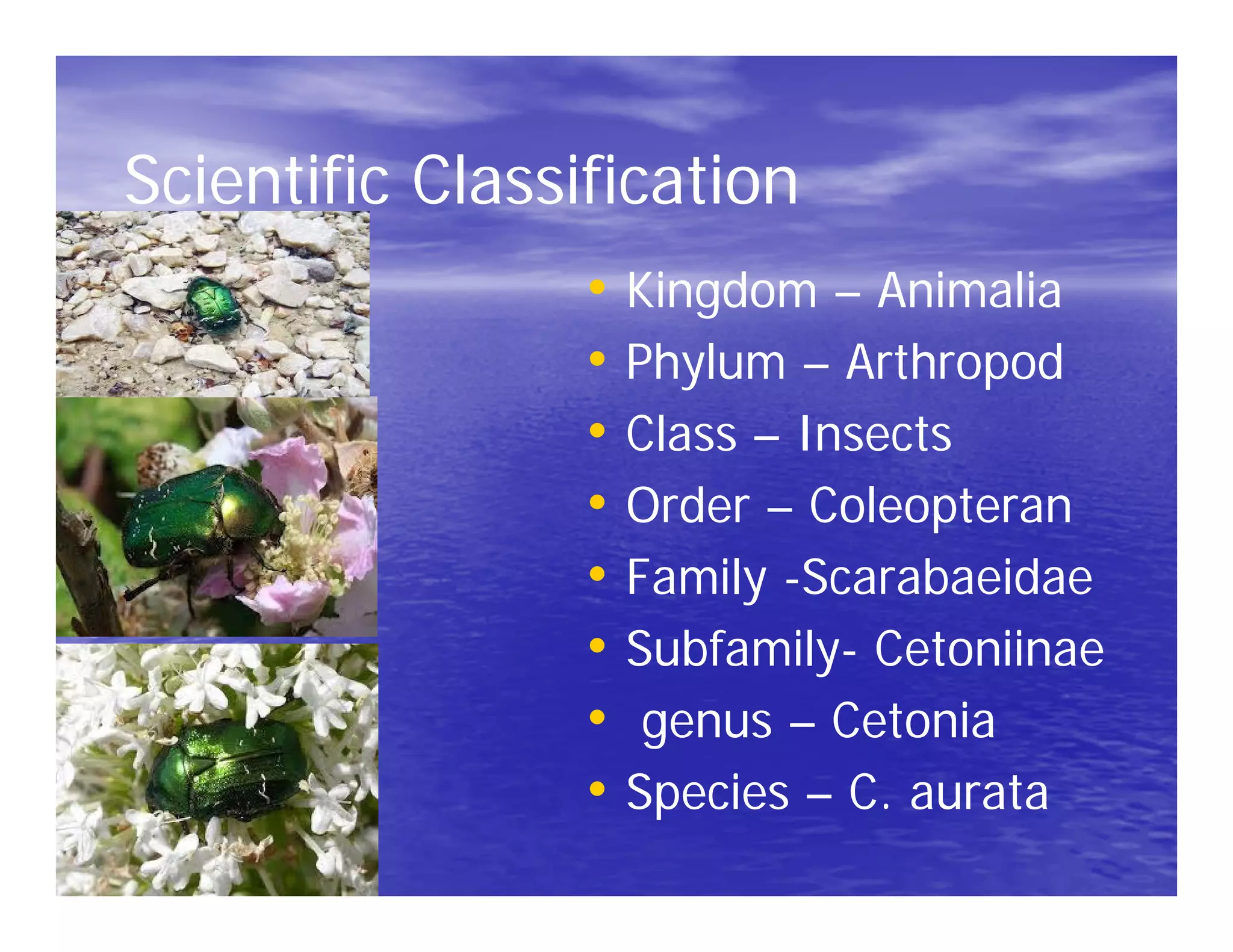 Steven green rose chafer beetle steven's files | PDF