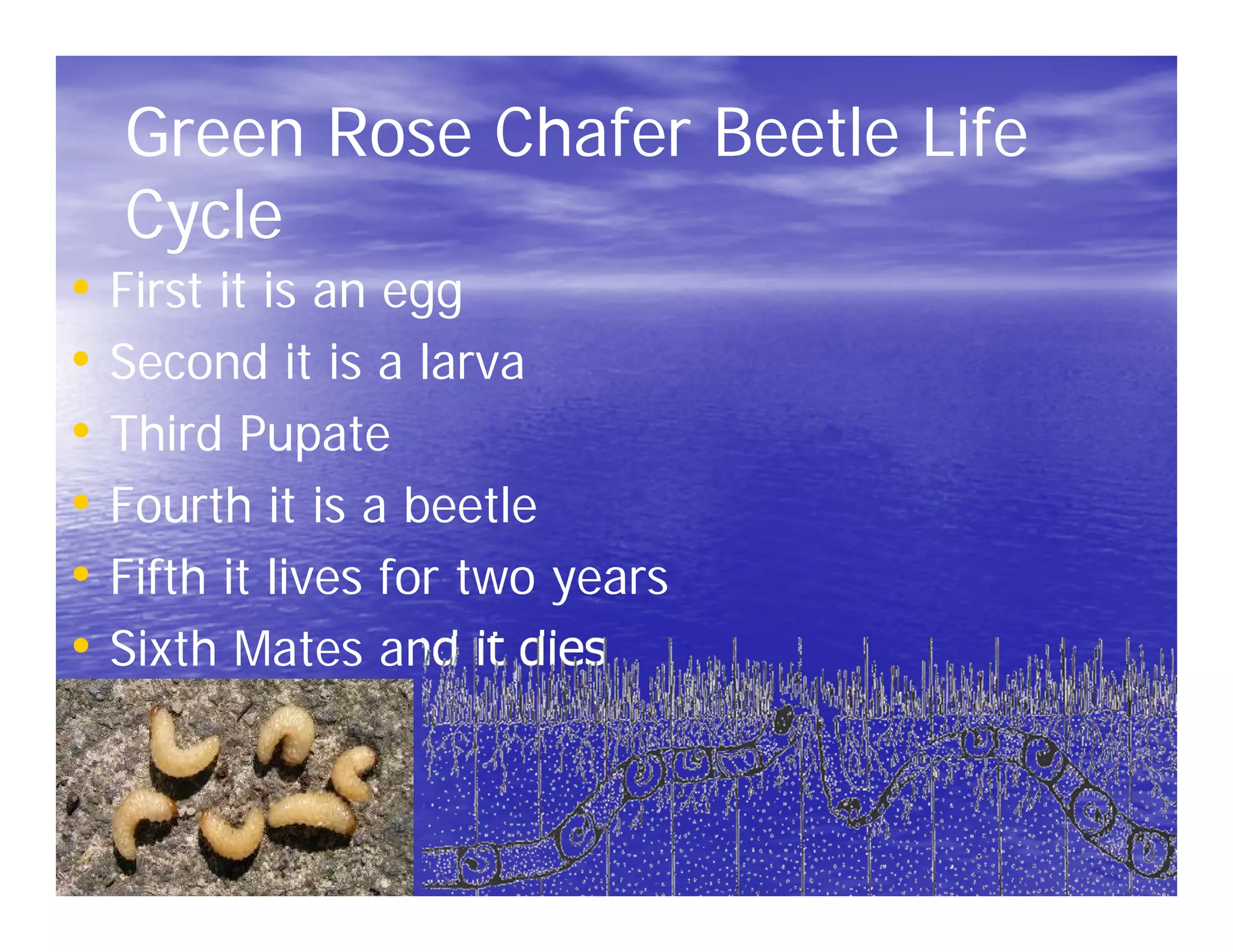 Steven green rose chafer beetle steven's files | PDF