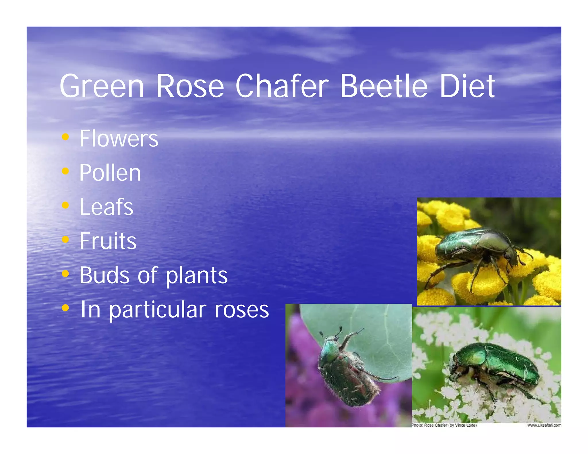 Steven green rose chafer beetle steven's files | PDF