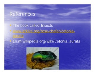 Steven green rose chafer beetle steven's files | PDF