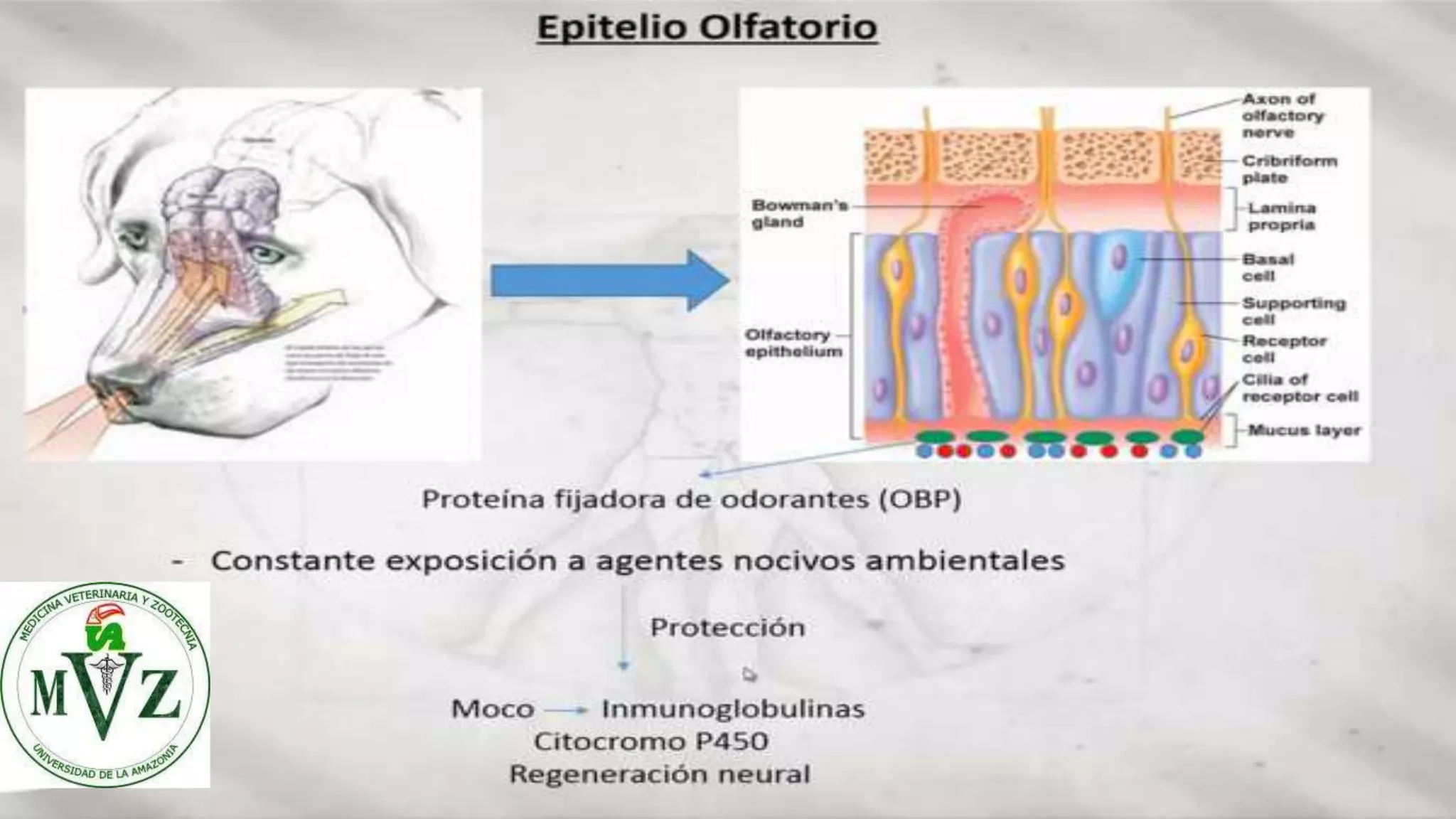 Sistema Olfatorio Animal (Fisiología) Steven A. Meneses | PPTX