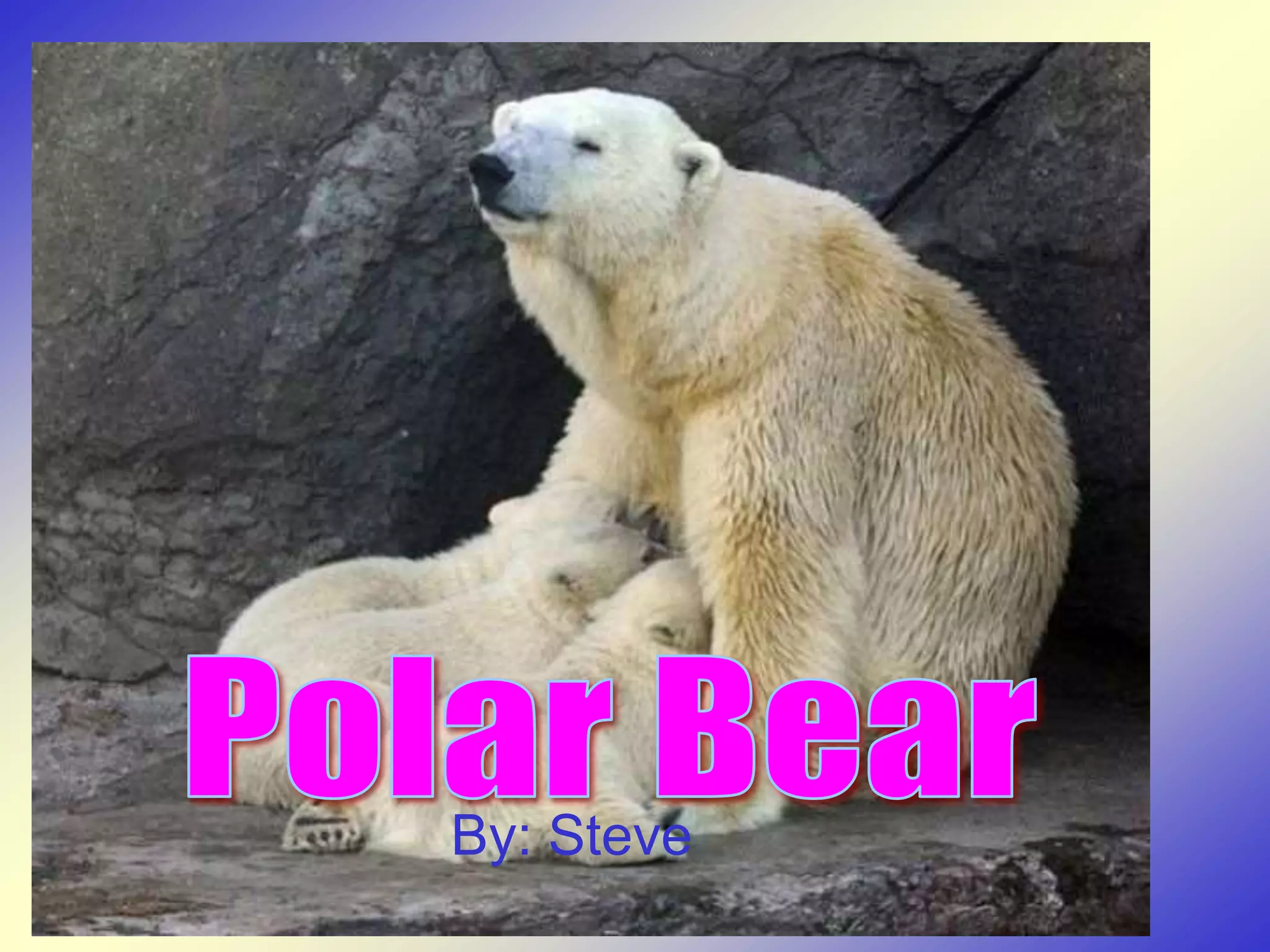polar bear by Steve | PPTX
