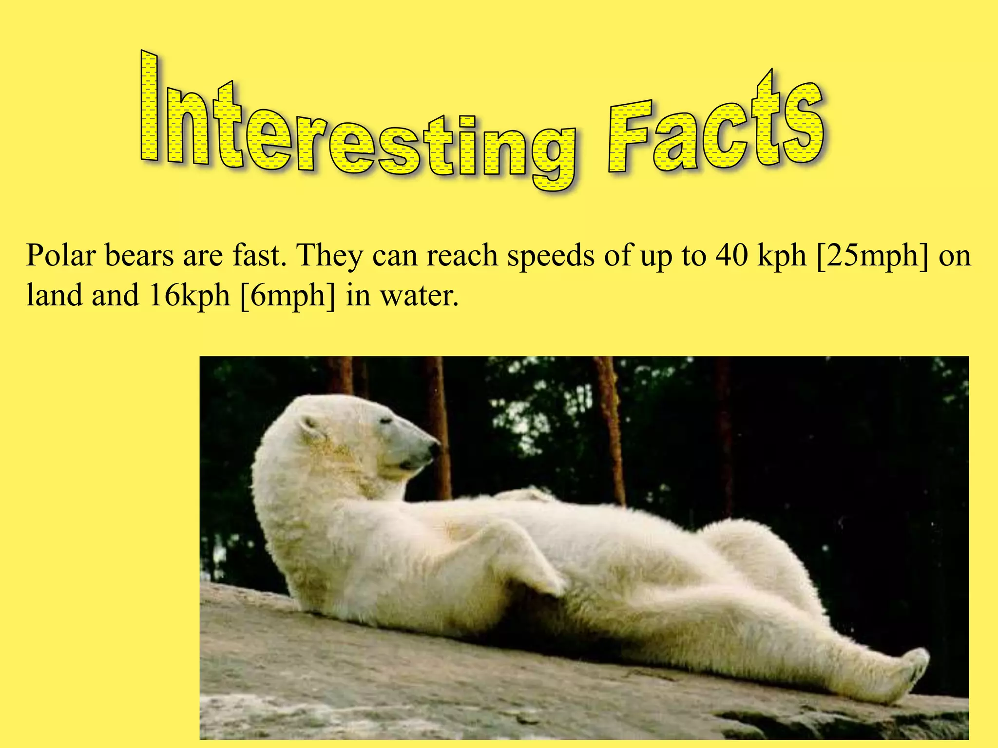 polar bear by Steve | PPTX