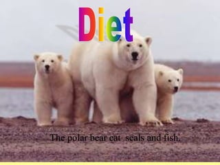 polar bear by Steve | PPTX